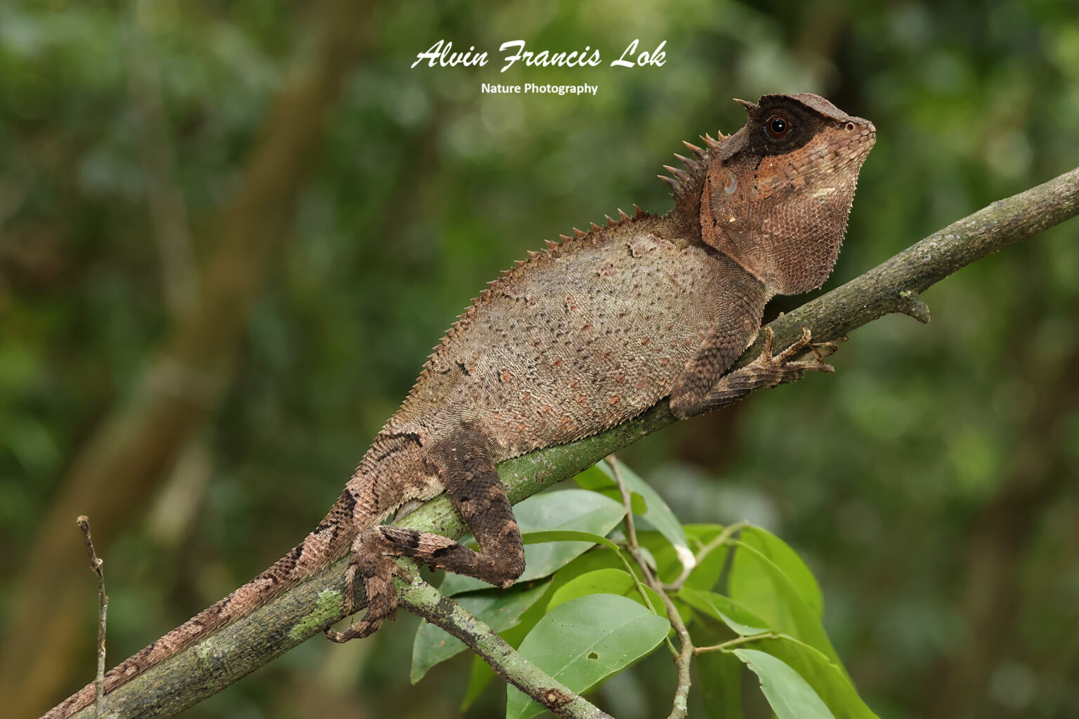 Sauria (Lizards) - Biodiversity (Singapore)