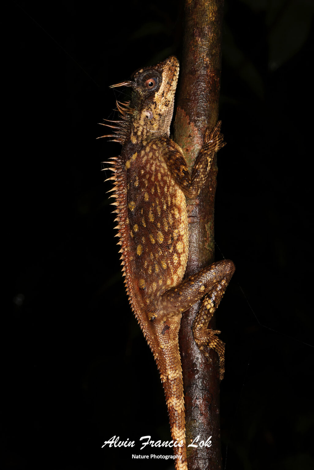 Sauria (Lizards) - Biodiversity (Singapore)