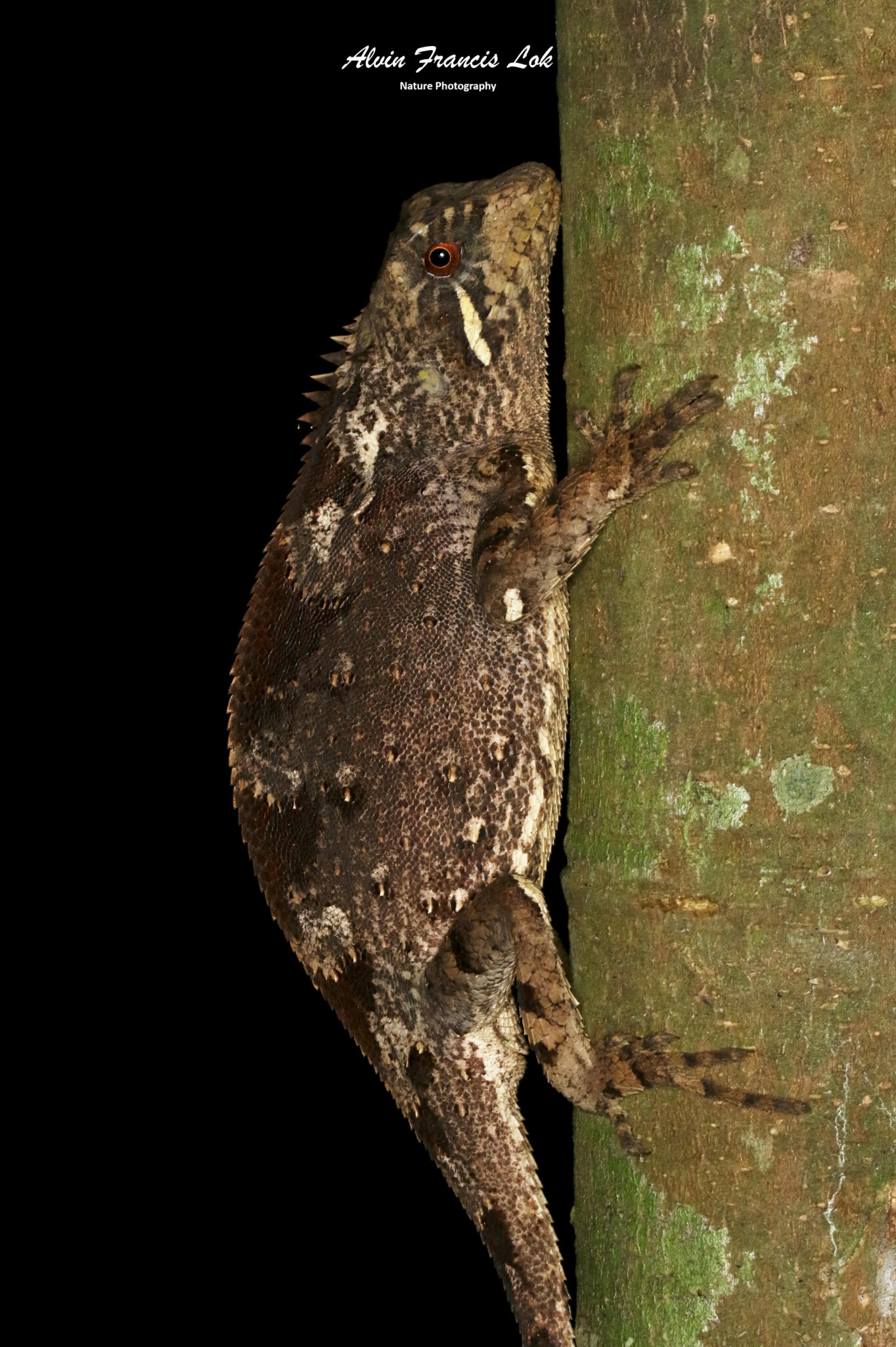 Sauria (Lizards) - Biodiversity (Singapore)