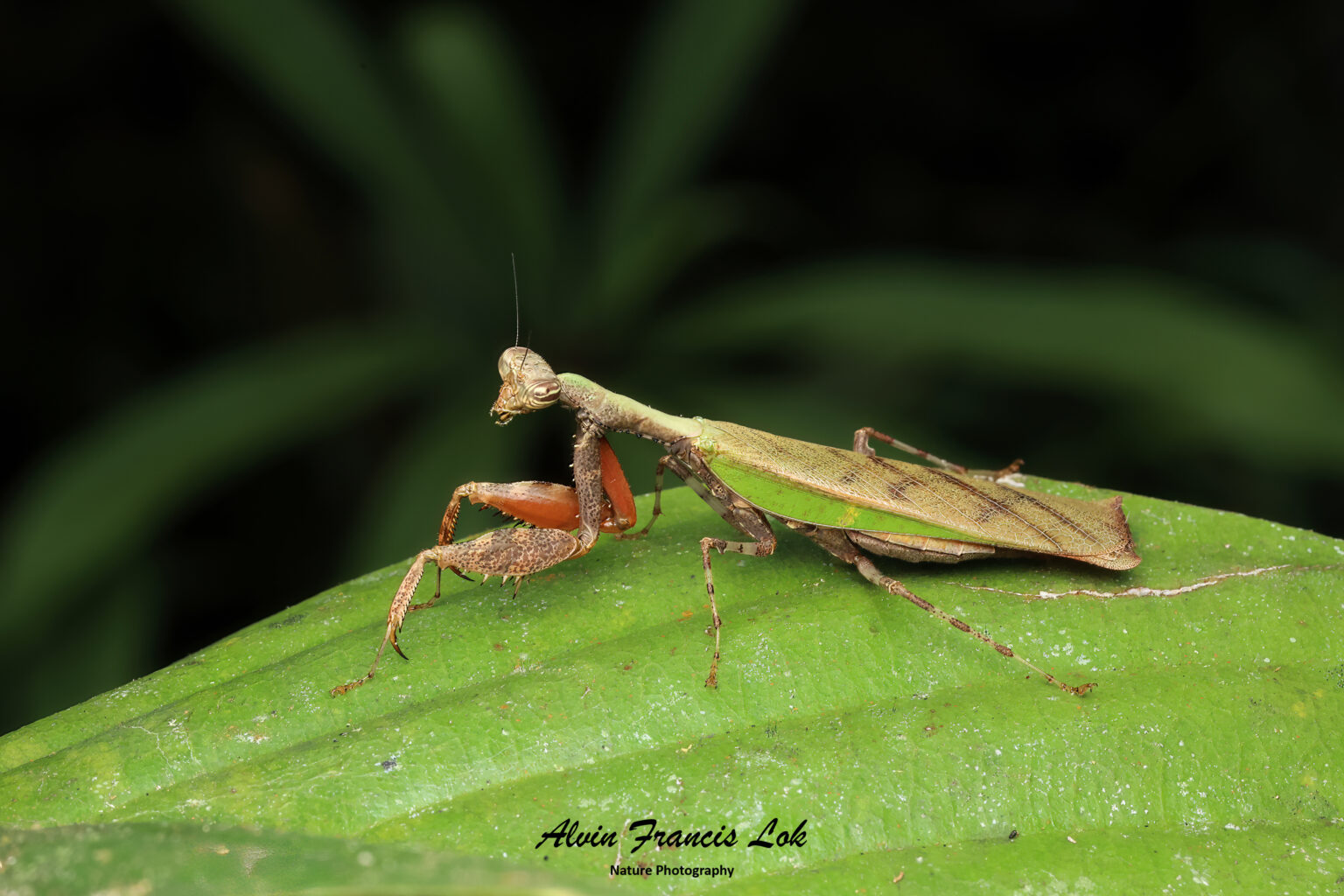 Mantoidea (Mantises) - Biodiversity (Singapore)