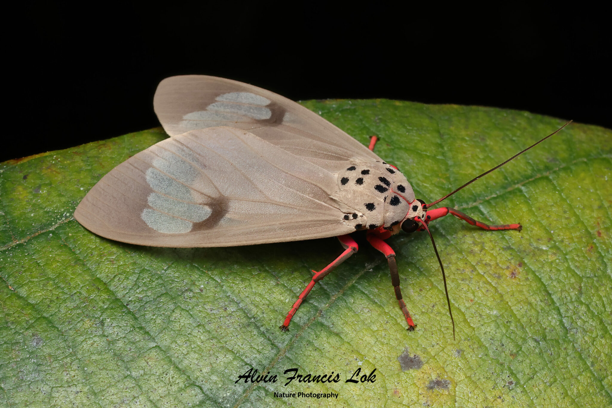 Family Erebidae (Underwing, Tiger, Tussock, and Allied Moths ...