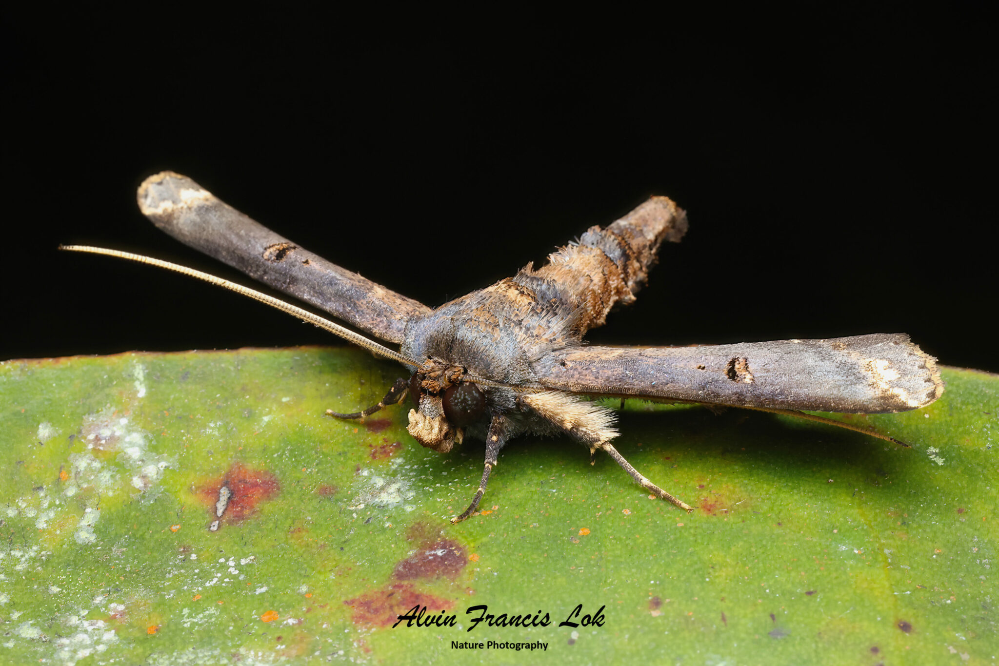 Family Euteliidae (Euteliid Moths) - Biodiversity (Singapore)