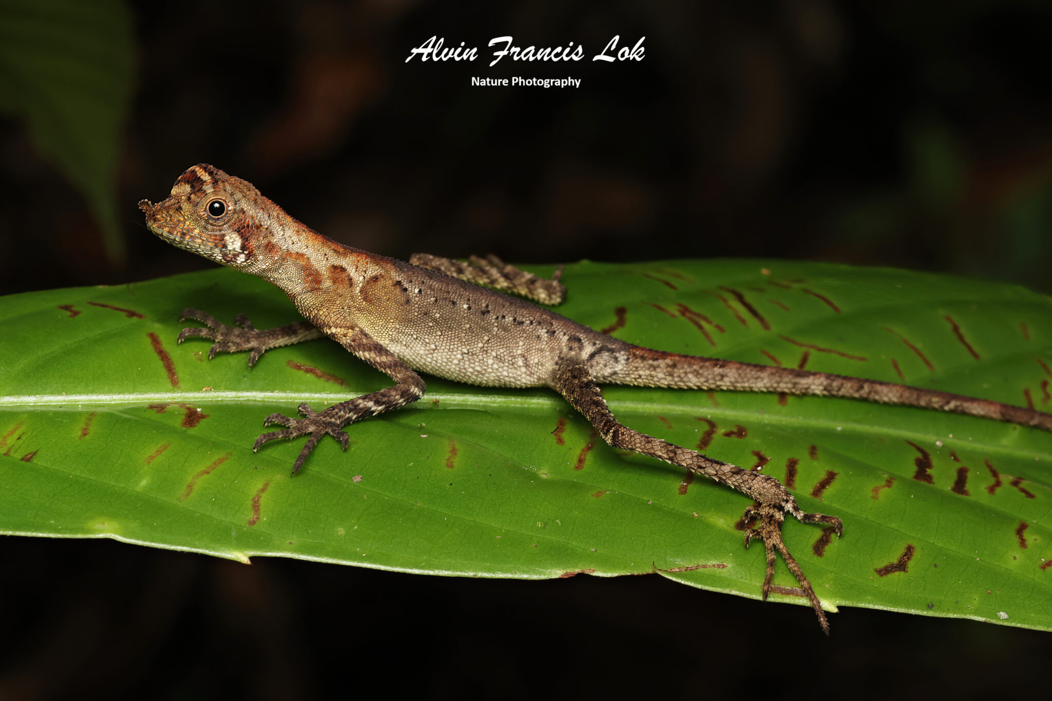 Sauria (Lizards) - Biodiversity (Singapore)