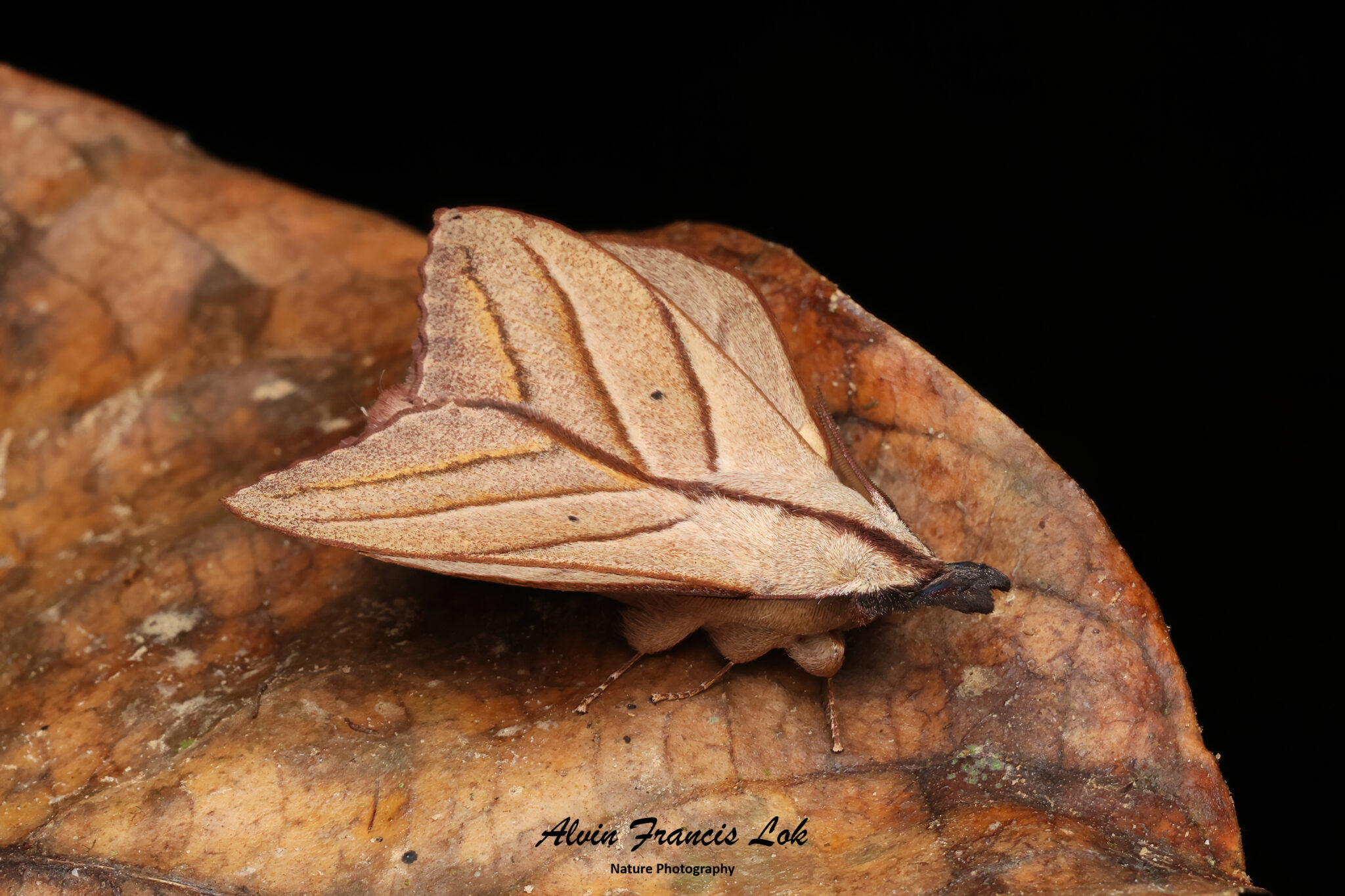 Family Lasiocampidae (Lappet moths) - Biodiversity (Singapore)