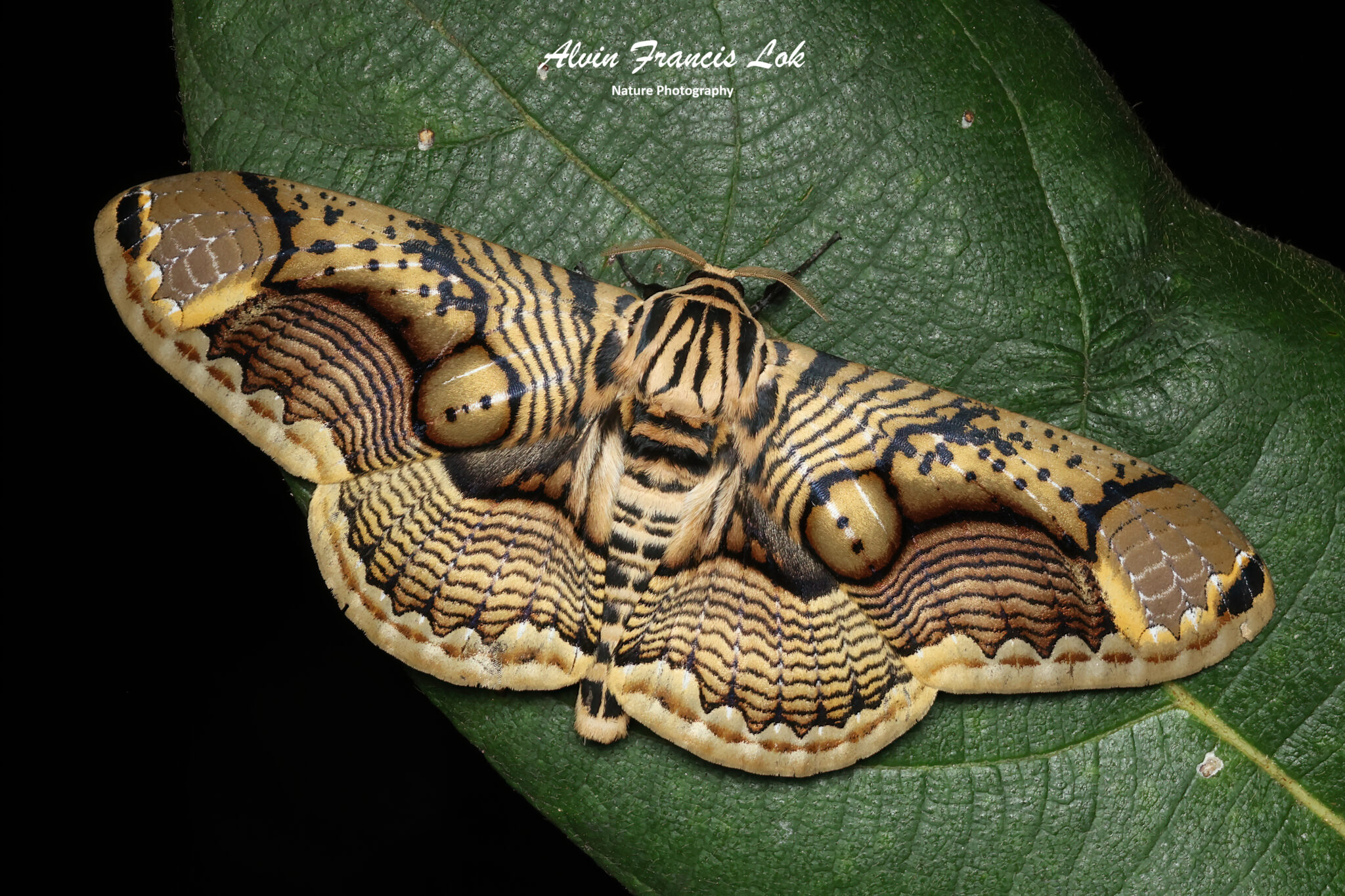 Family Brahmaeidae (Brahmin moths) - Biodiversity (Singapore)