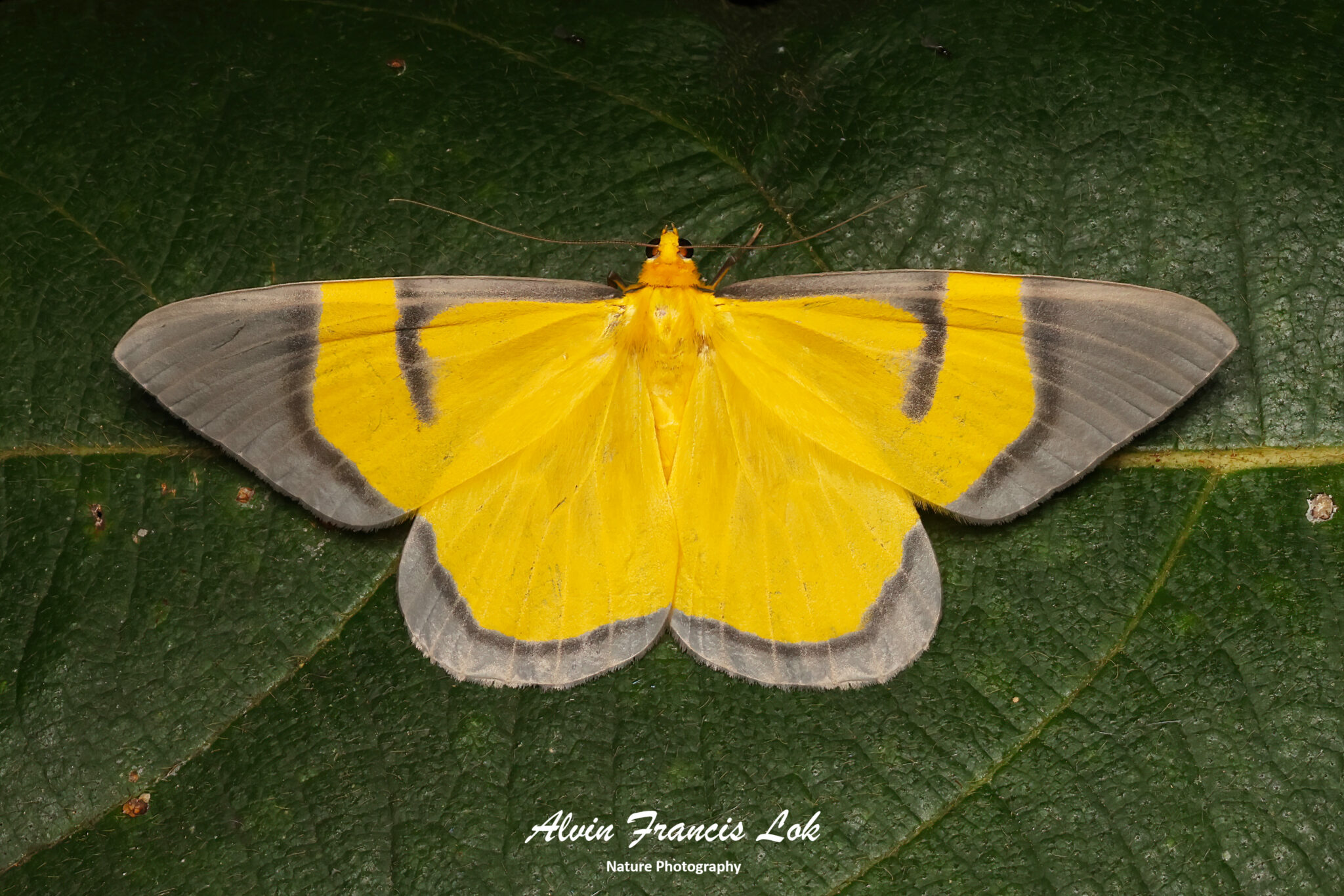 Family Geometridae (Geometer moths) - Biodiversity (Singapore)