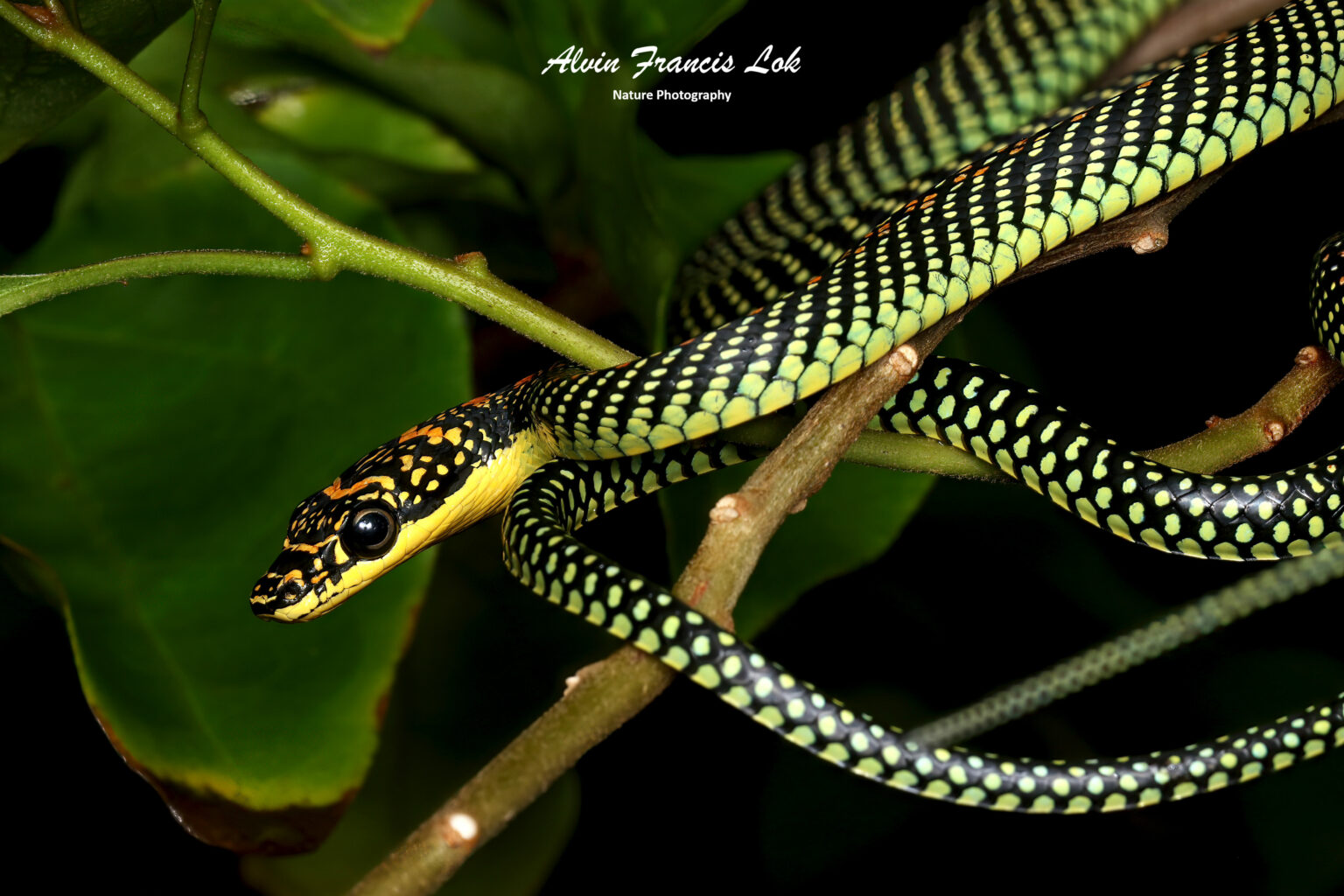Serpentes (Snakes) – Biodiversity (Singapore)