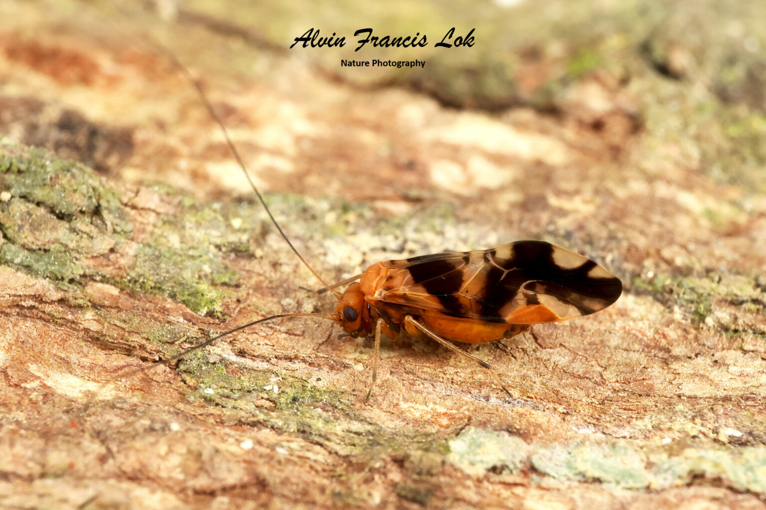 Insecta (Insects) - Biodiversity (Singapore)