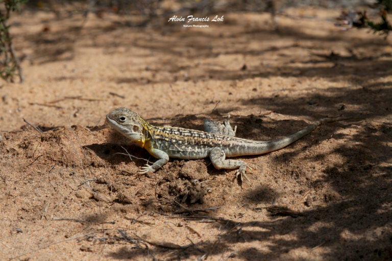 Sauria (Lizards) - Biodiversity (Singapore)