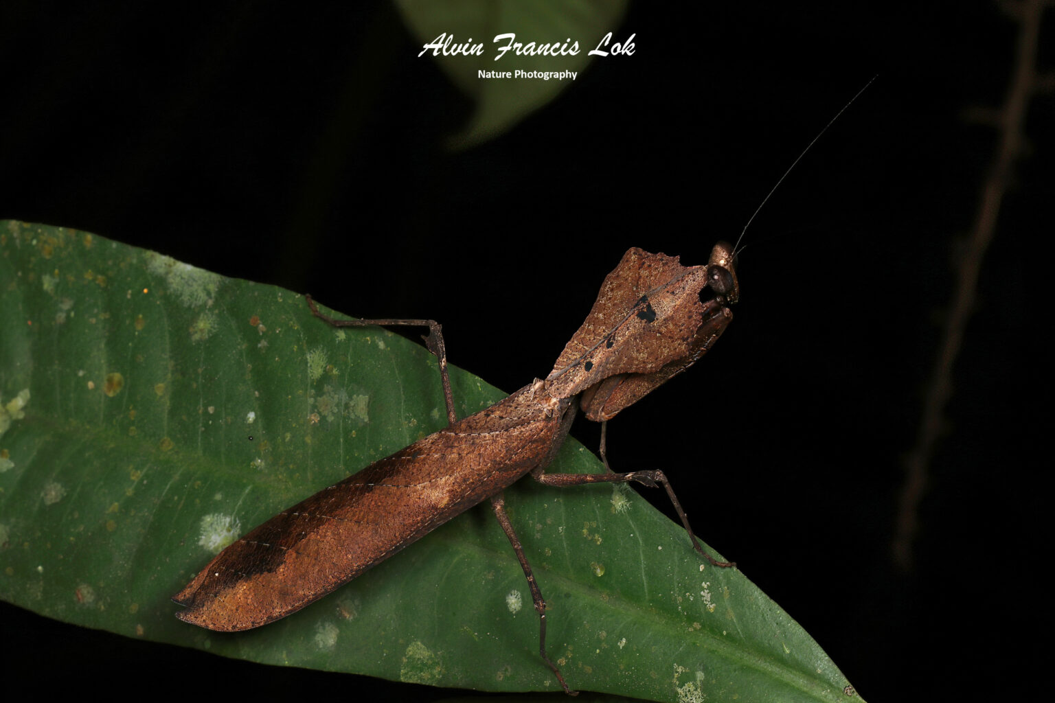 Mantoidea (Mantises) - Biodiversity (Singapore)