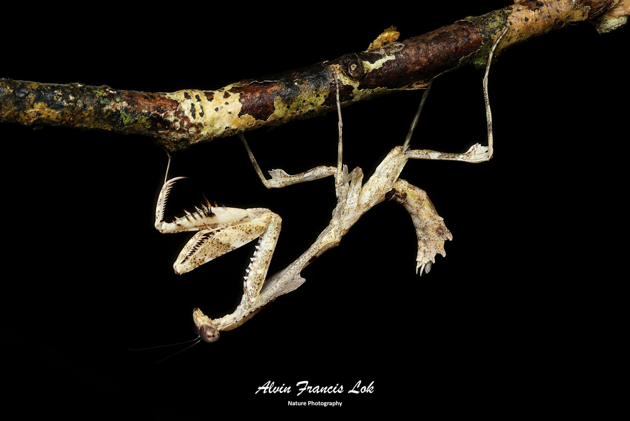 Mantoidea (Mantises) - Biodiversity (Singapore)