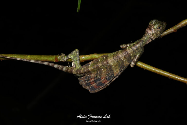 Sauria (Lizards) - Biodiversity (Singapore)