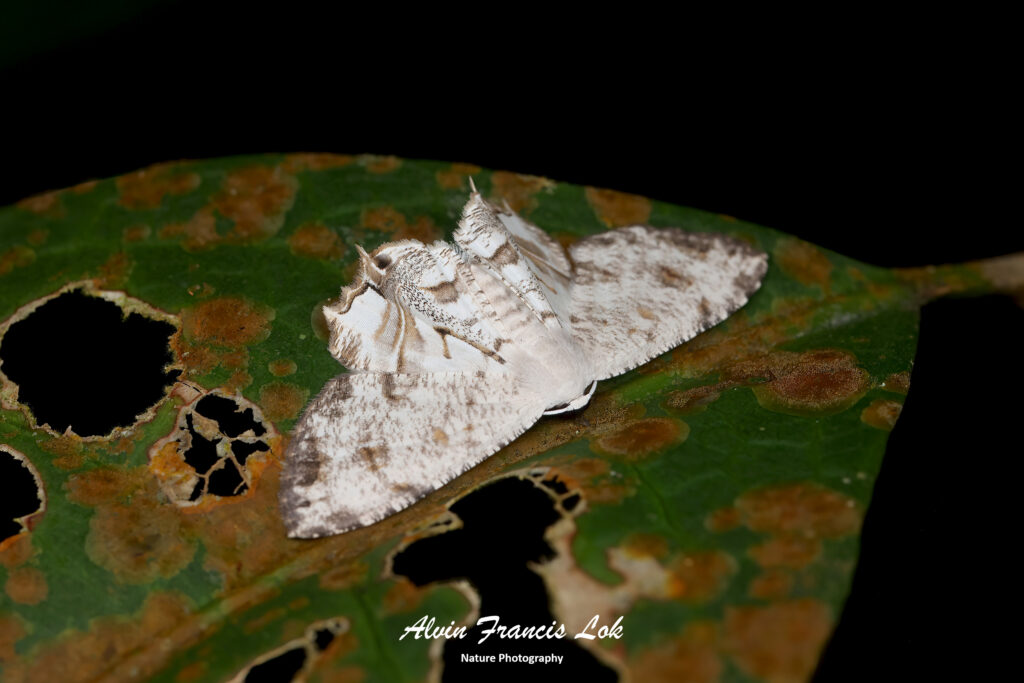 Family Uraniidae (Swallowtail moths) - Biodiversity (Singapore)