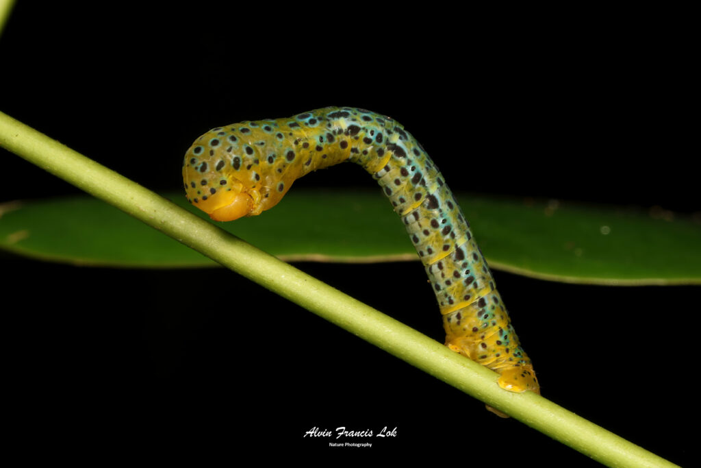 Family Uraniidae (Swallowtail moths) - Biodiversity (Singapore)