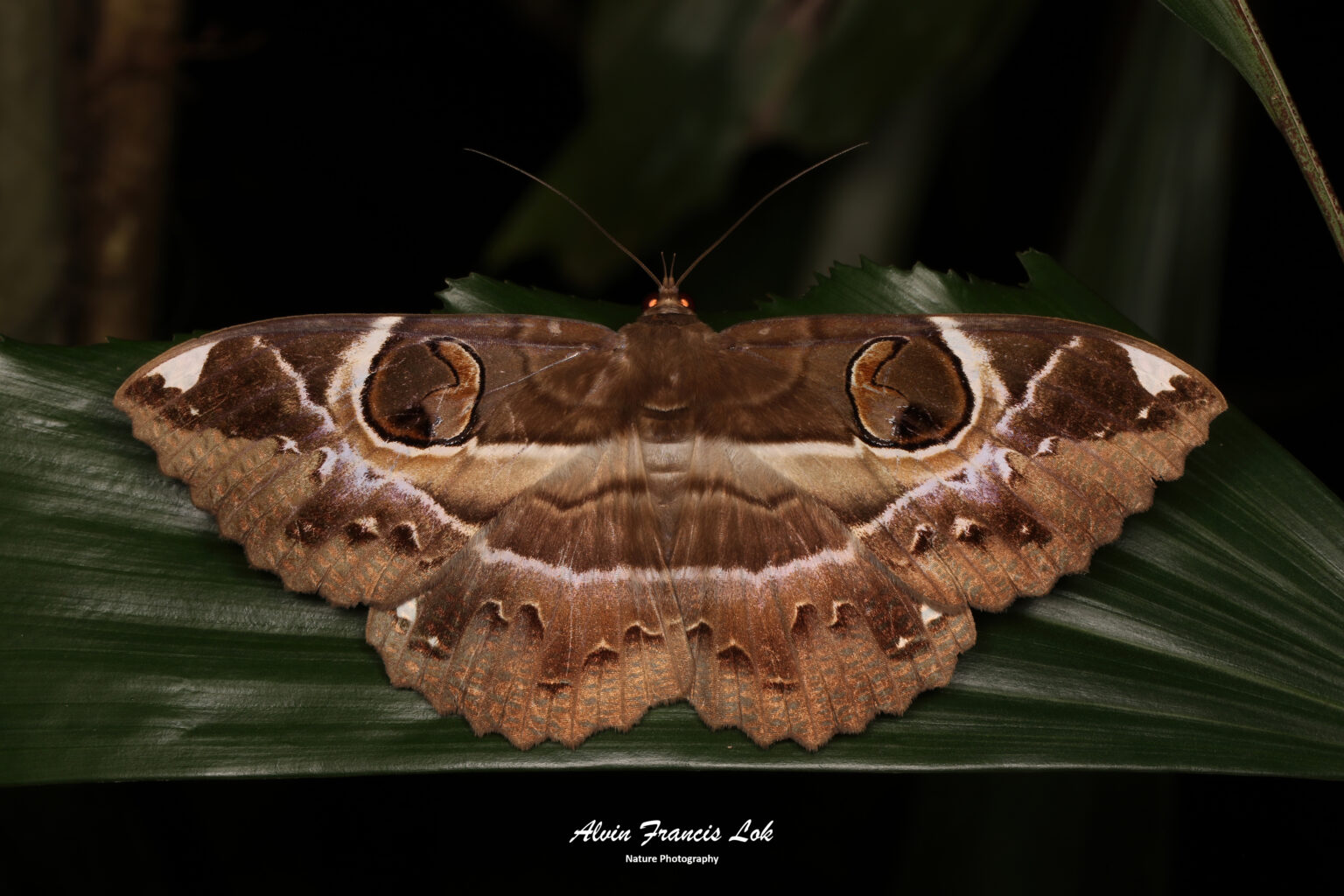 Lepidoptera (Butterflies and Moths) - Biodiversity (Singapore)