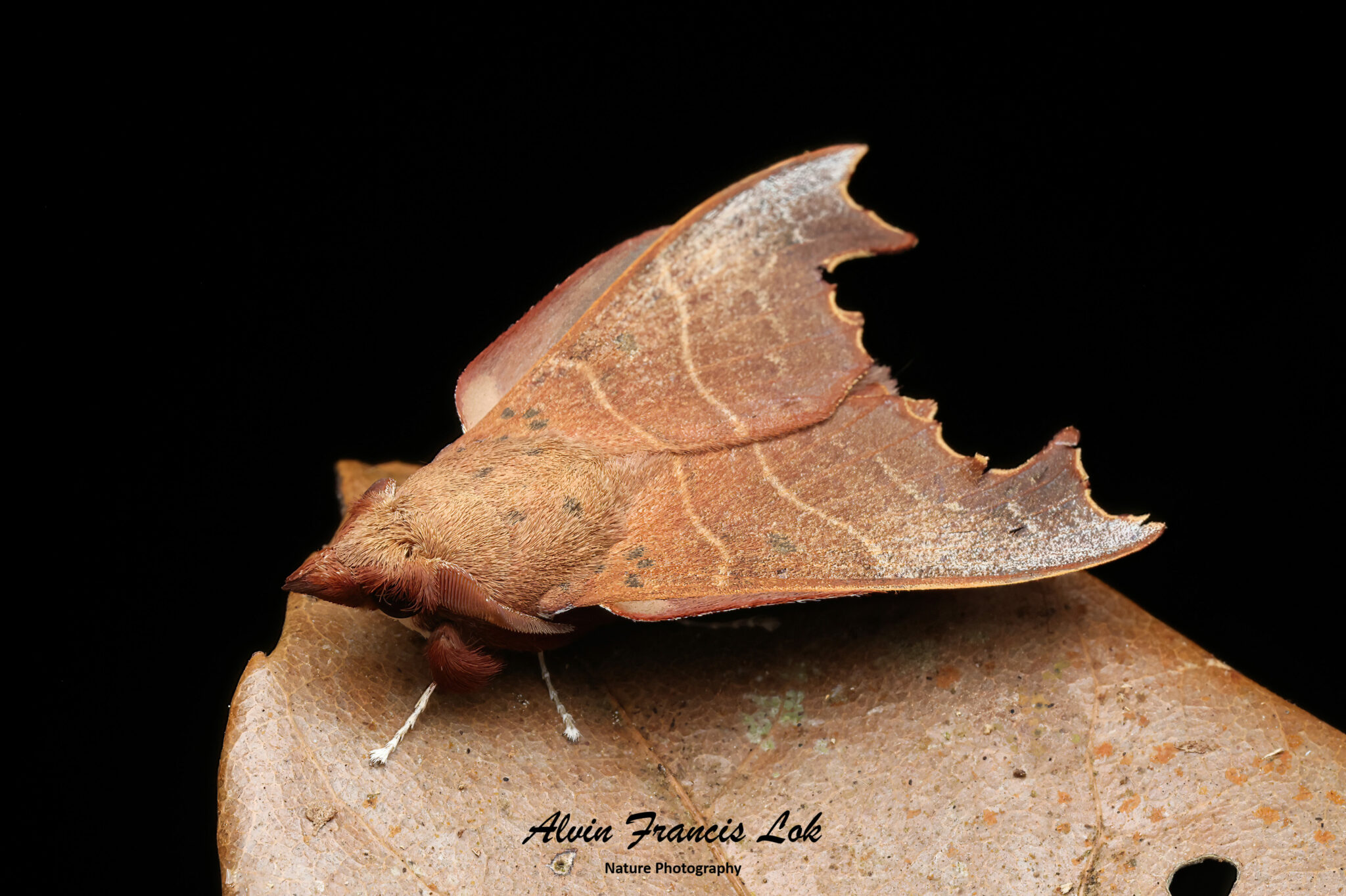 Family Lasiocampidae (Lappet moths) - Biodiversity (Singapore)