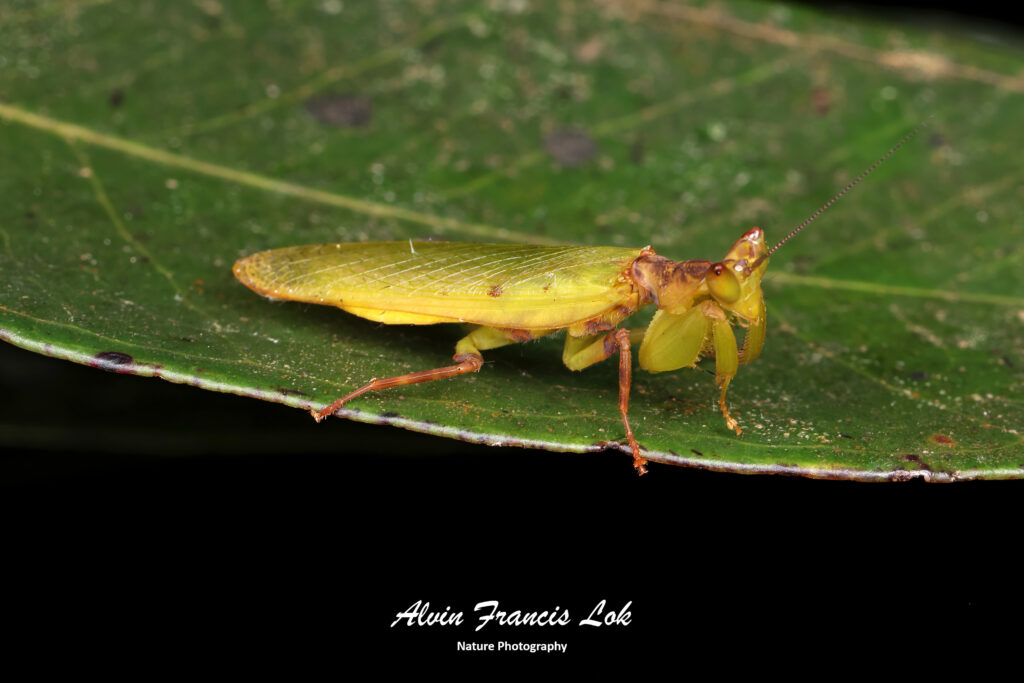 Mantoidea (Mantises) - Biodiversity (Singapore)