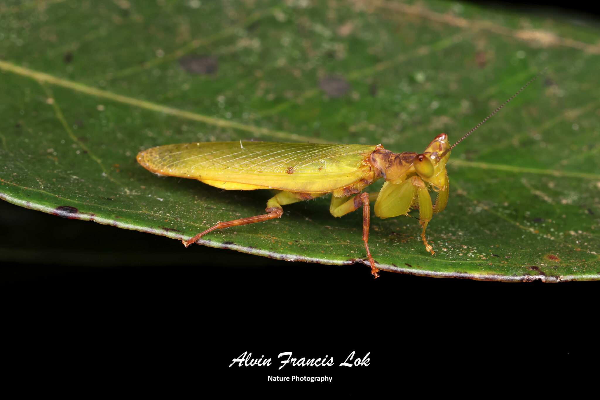Mantoidea (Mantises) - Biodiversity (Singapore)