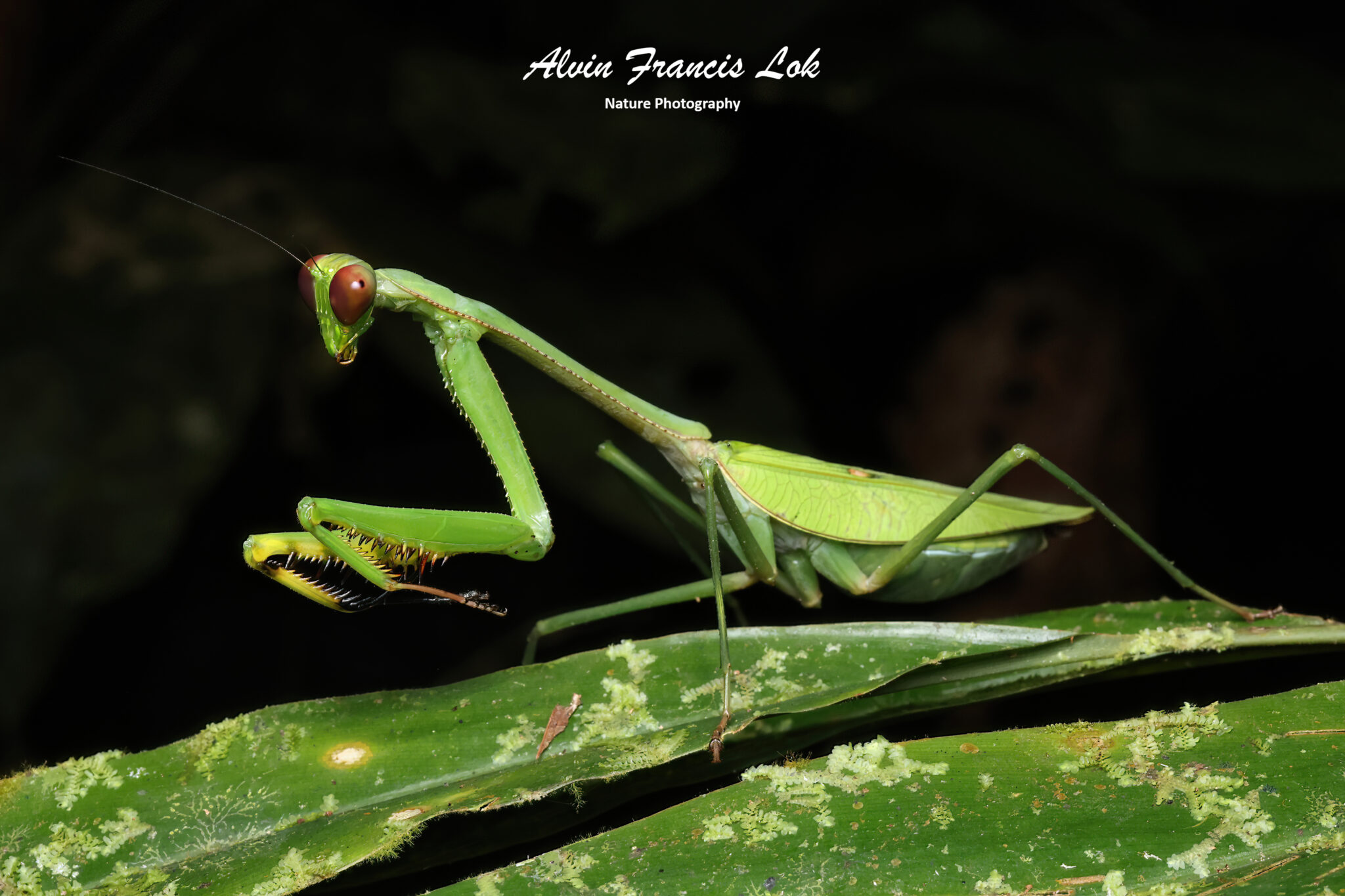Insecta (Insects) - Biodiversity (Singapore)