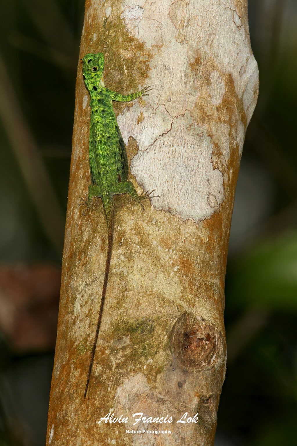 Sauria (Lizards) - Biodiversity (Singapore)
