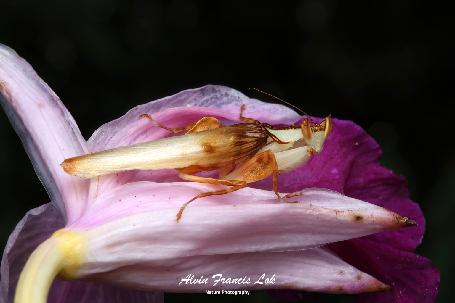 Mantoidea (Mantises) - Biodiversity (Singapore)