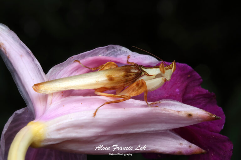 Mantoidea (Mantises) - Biodiversity (Singapore)