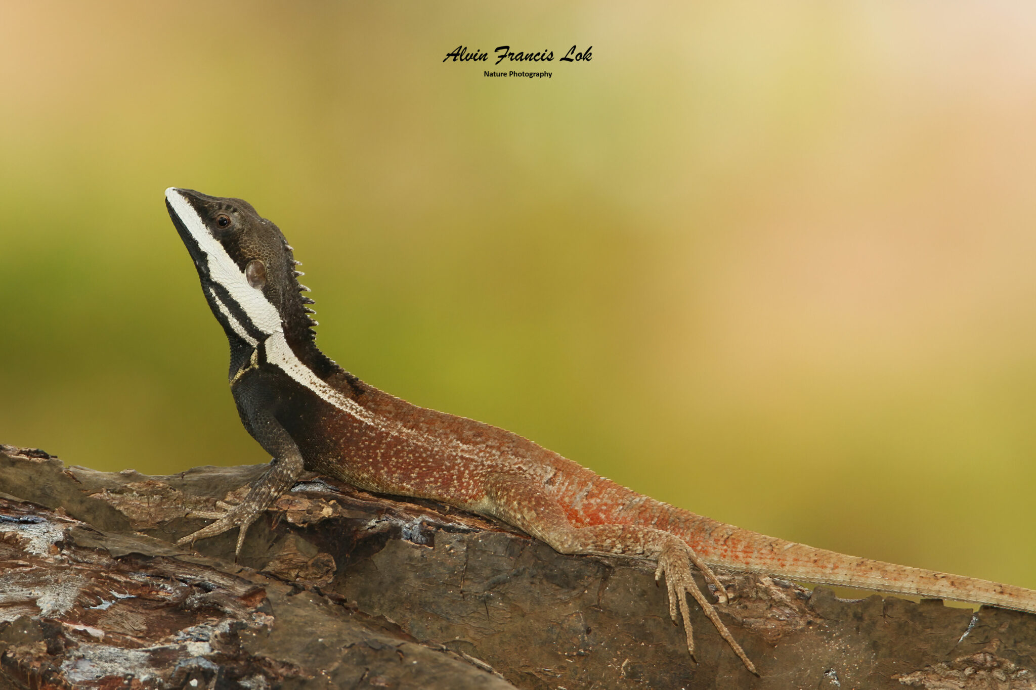 Sauria (Lizards) - Biodiversity (Singapore)