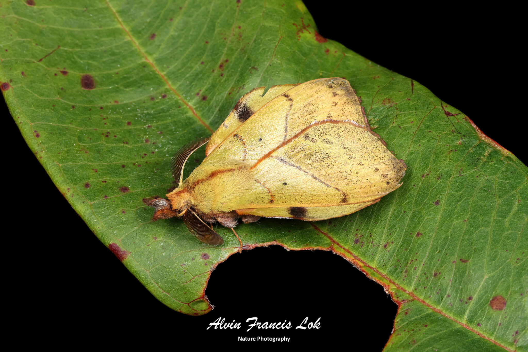 Family Lasiocampidae (Lappet moths) - Biodiversity (Singapore)