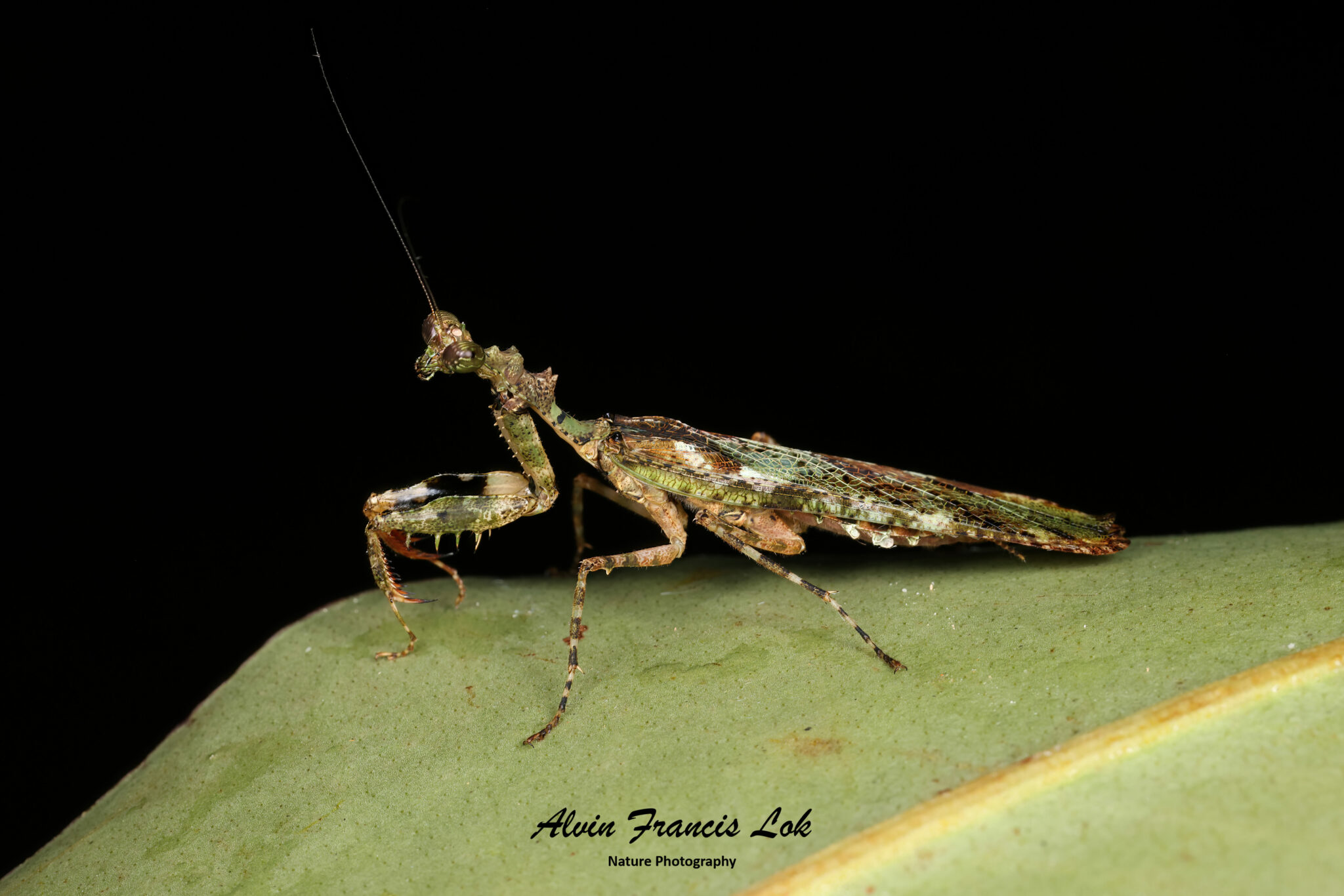 Mantoidea (Mantises) - Biodiversity (Singapore)