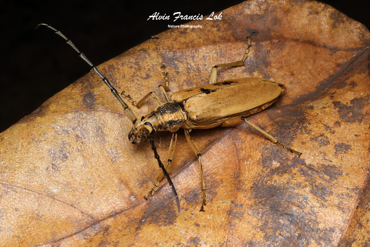 Family Cerambycidae (Longhorn Beetles) - Biodiversity (Singapore)