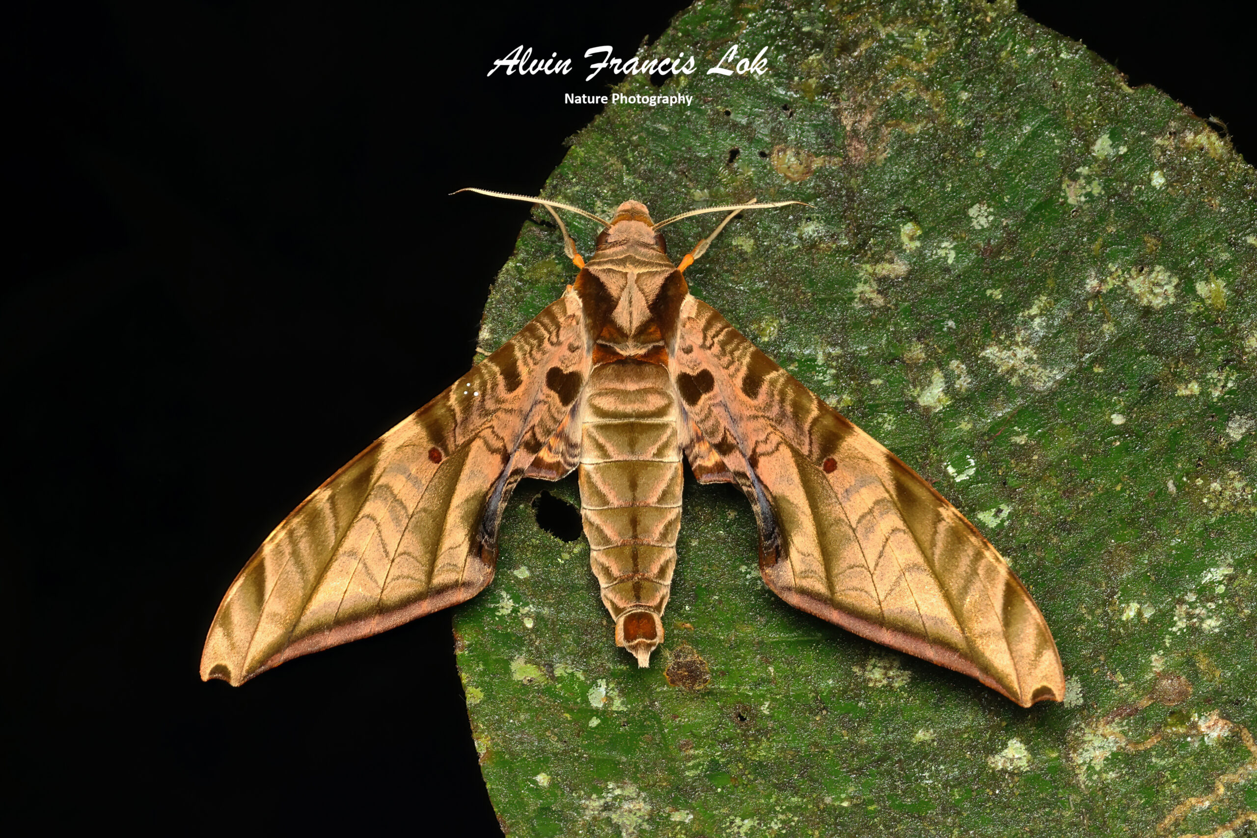 Protambulyx-euryalus-Sphingidae-Smerinthinae-Sumaco-Ecuador-0F1A5992 ...