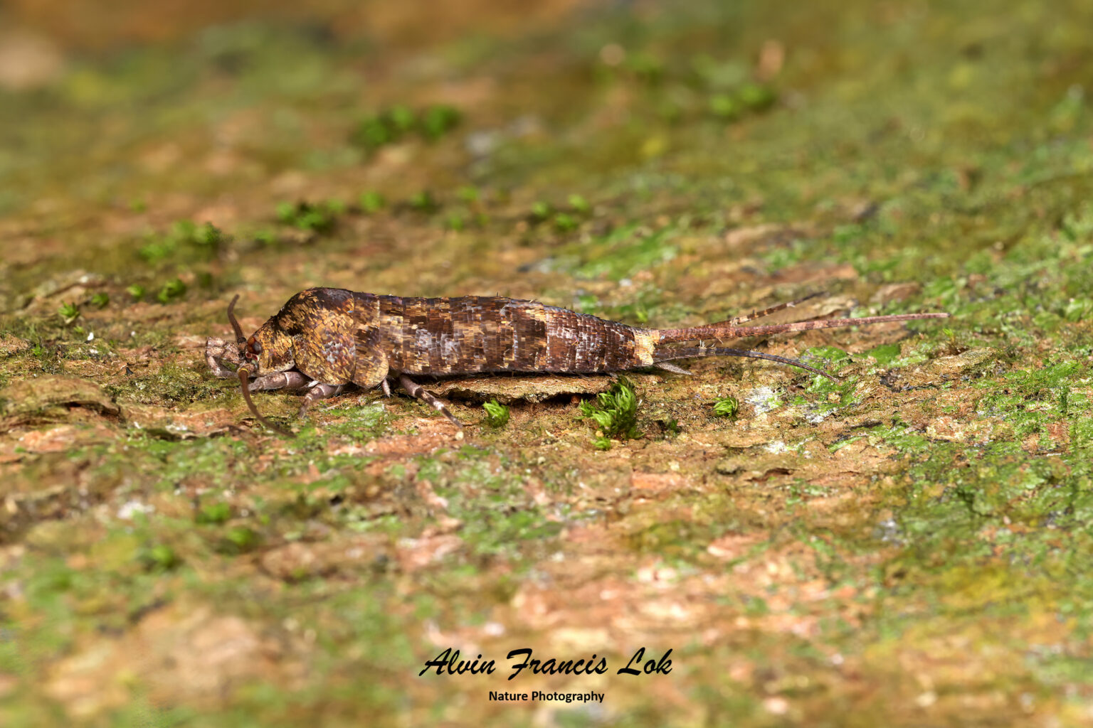 Insecta (Insects) - Biodiversity (Singapore)