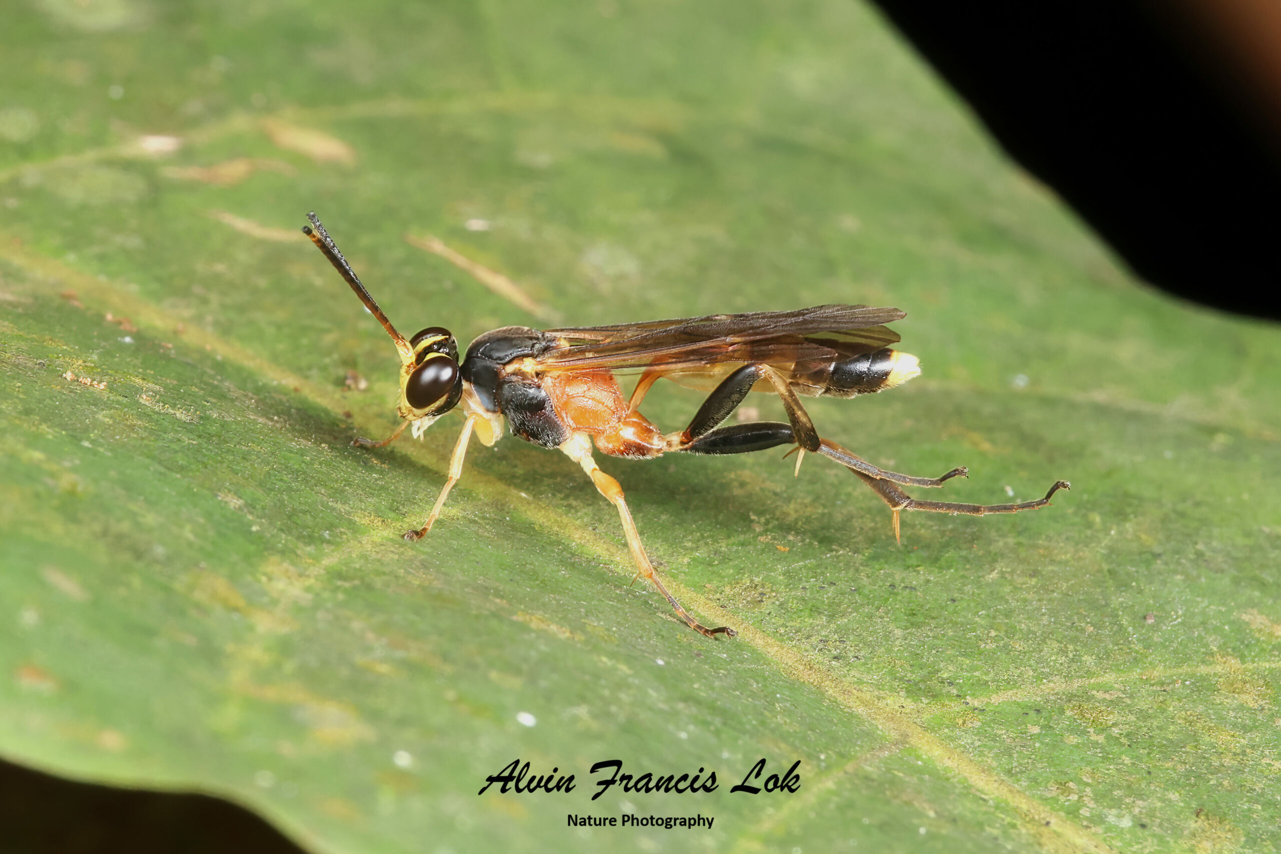 Insecta (Insects) – Biodiversity (Singapore)