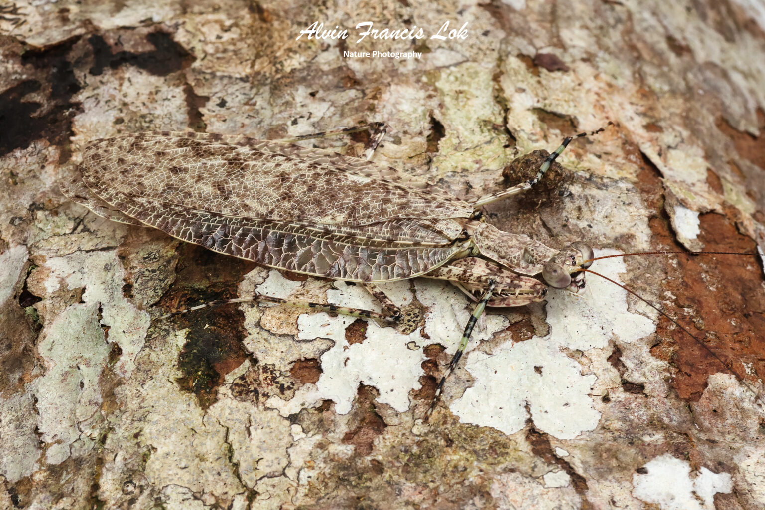 Mantoidea (Mantises) - Biodiversity (Singapore)