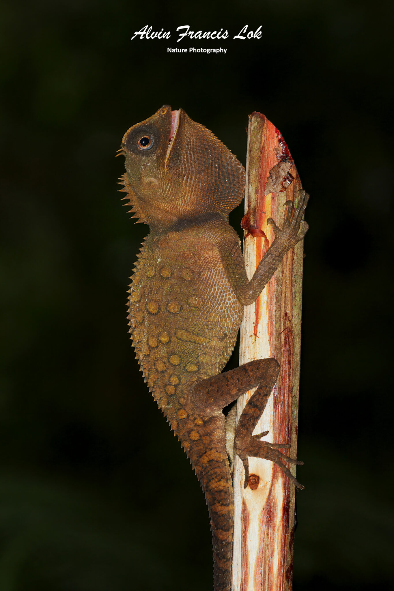 Sauria (Lizards) - Biodiversity (Singapore)