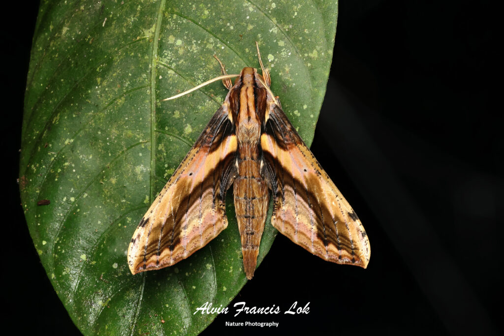 Family Sphingidae (Hawk moths) - Biodiversity (Singapore)