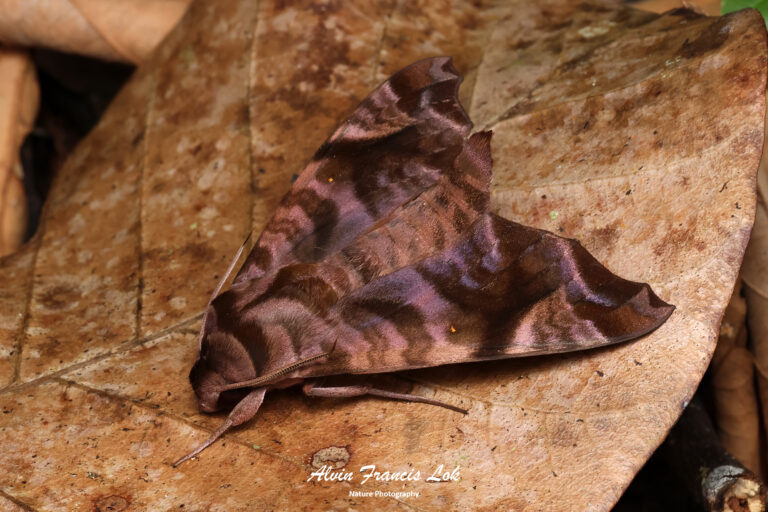 Family Sphingidae (Hawk moths) - Biodiversity (Singapore) Family Sphingidae (Hawk moths) - Biodiversity (Singapore)