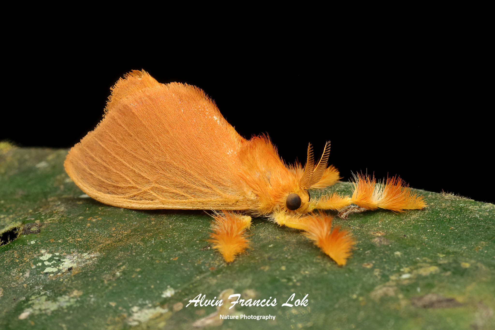 Family Dalceridae (Jewel caterpillar moths) - Biodiversity (Singapore)