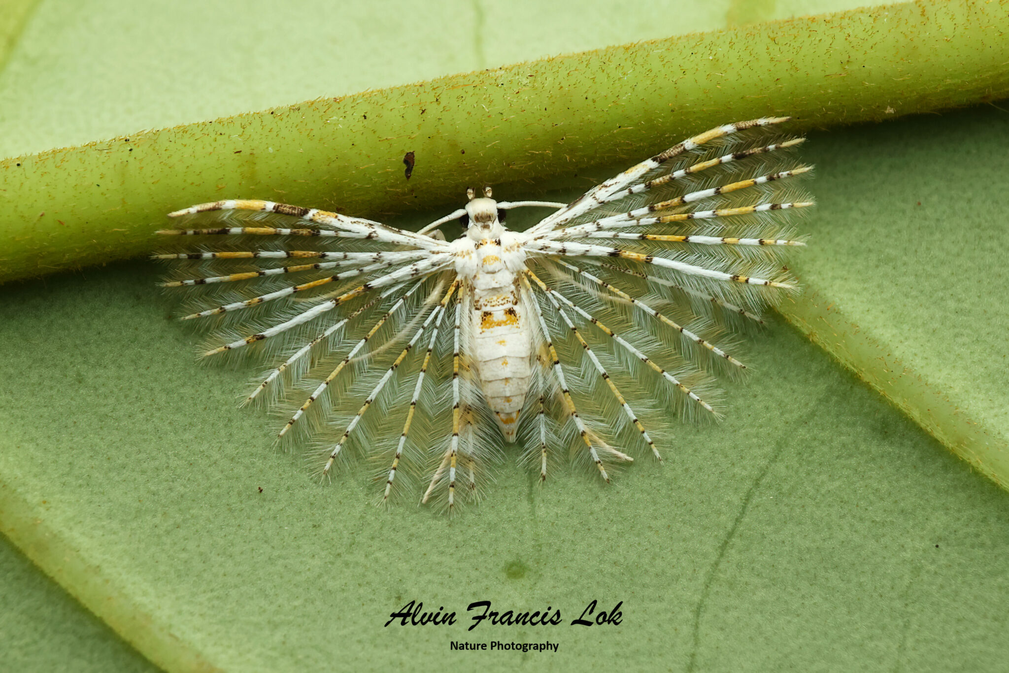 Lepidoptera (Butterflies and Moths) - Biodiversity (Singapore)