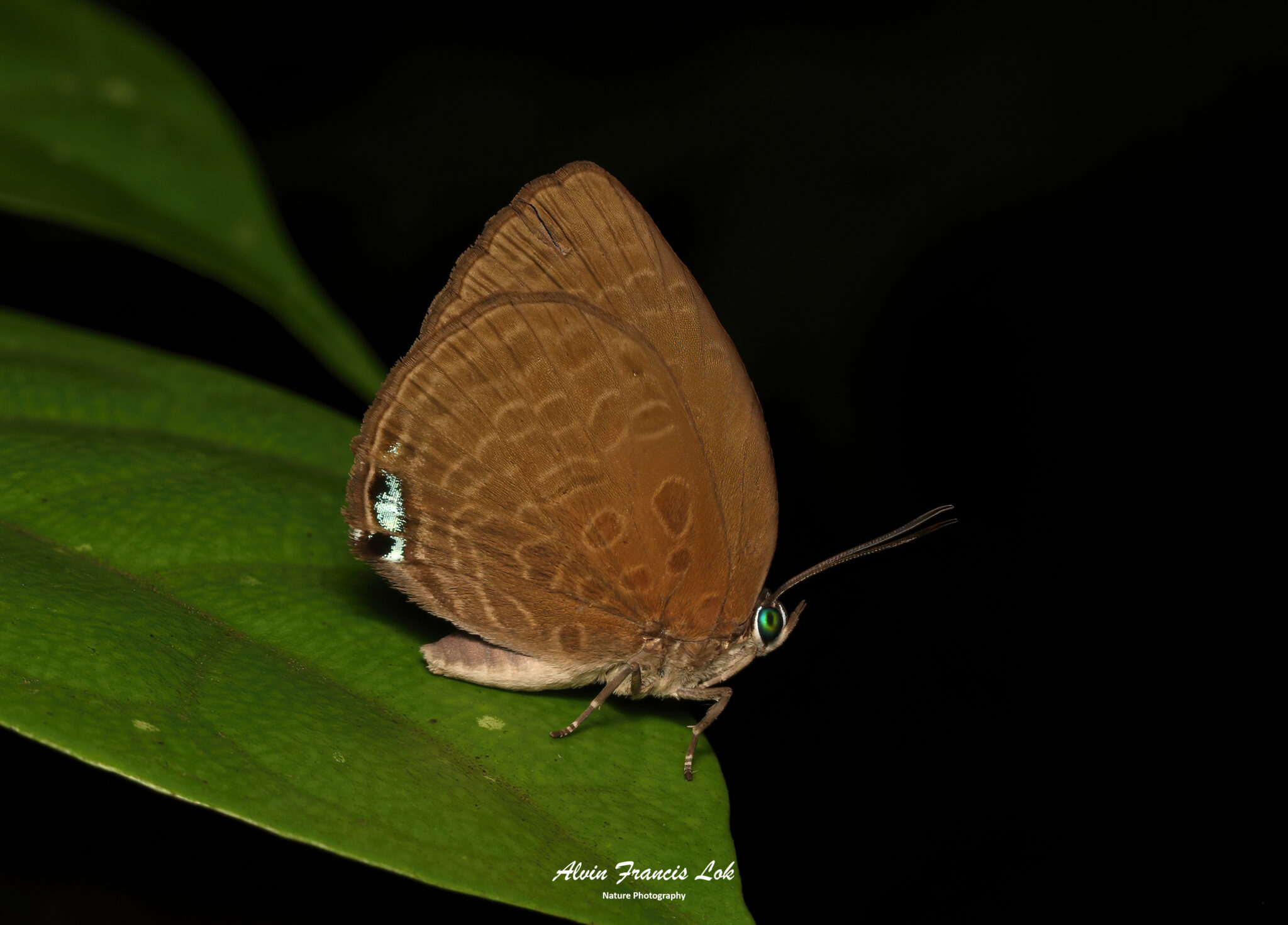 Family Lycaenidae (Gossamer-winged butterflies) - Biodiversity (Singapore)