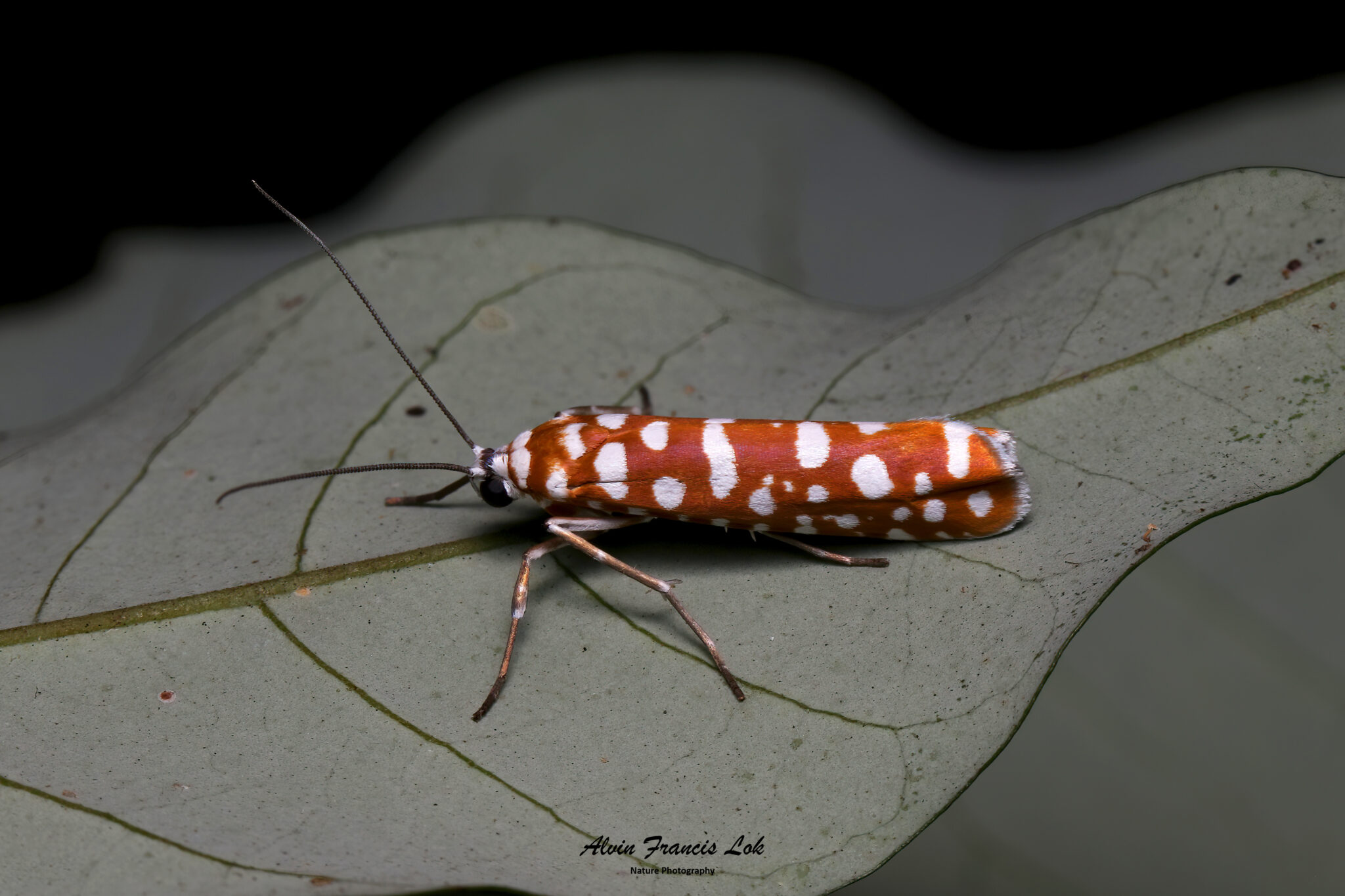 Lepidoptera (Butterflies and Moths) - Biodiversity (Singapore)