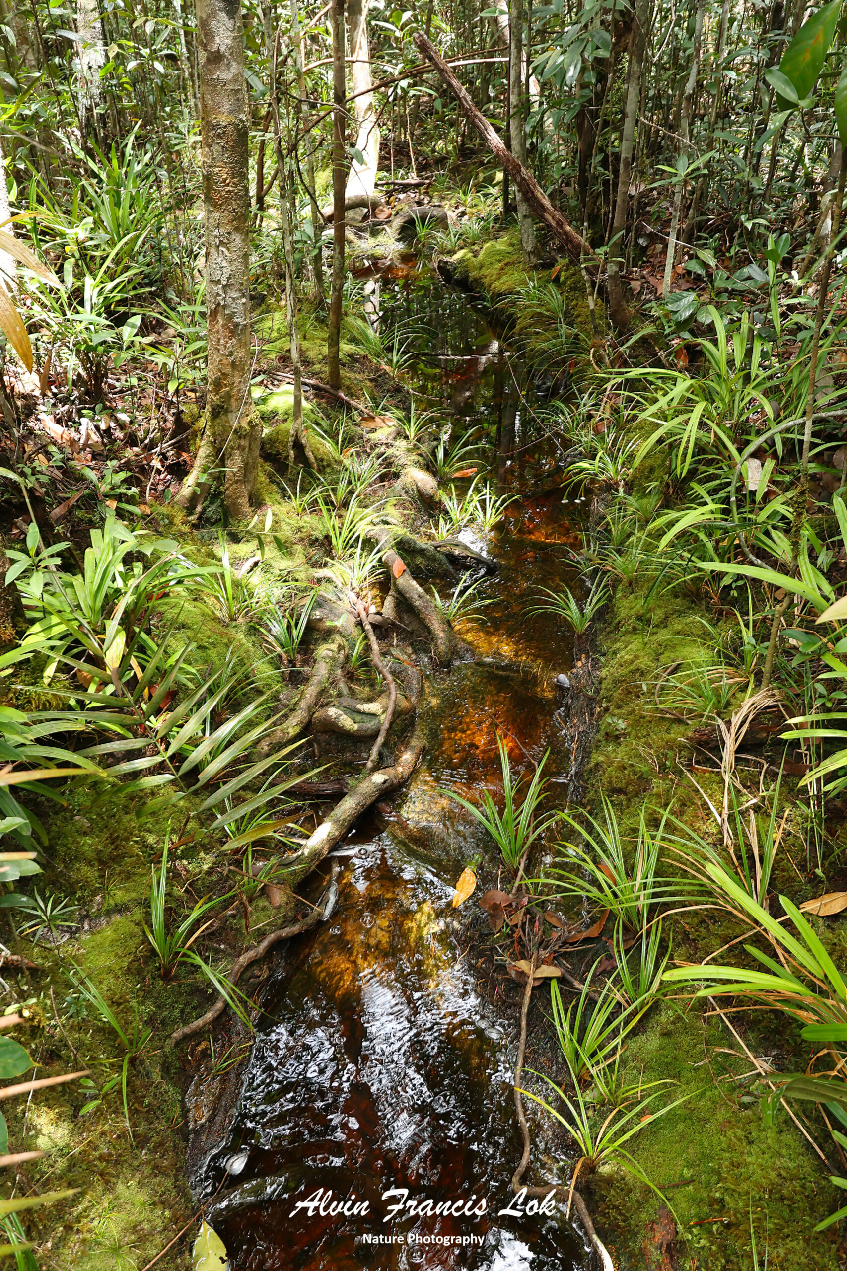 Malaysia - Biodiversity (Singapore)