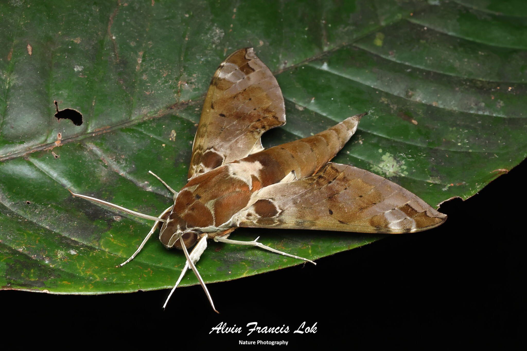 Family Sphingidae (Hawk moths) - Biodiversity (Singapore)