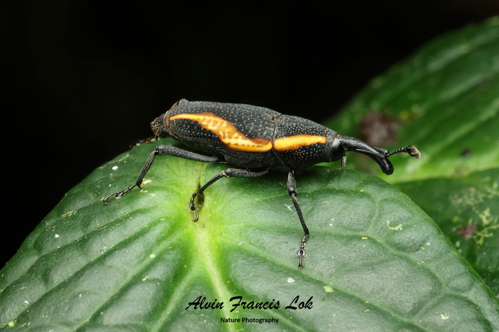 Family Curculionidae (Snout Beetle Weevil) - Biodiversity (Singapore)