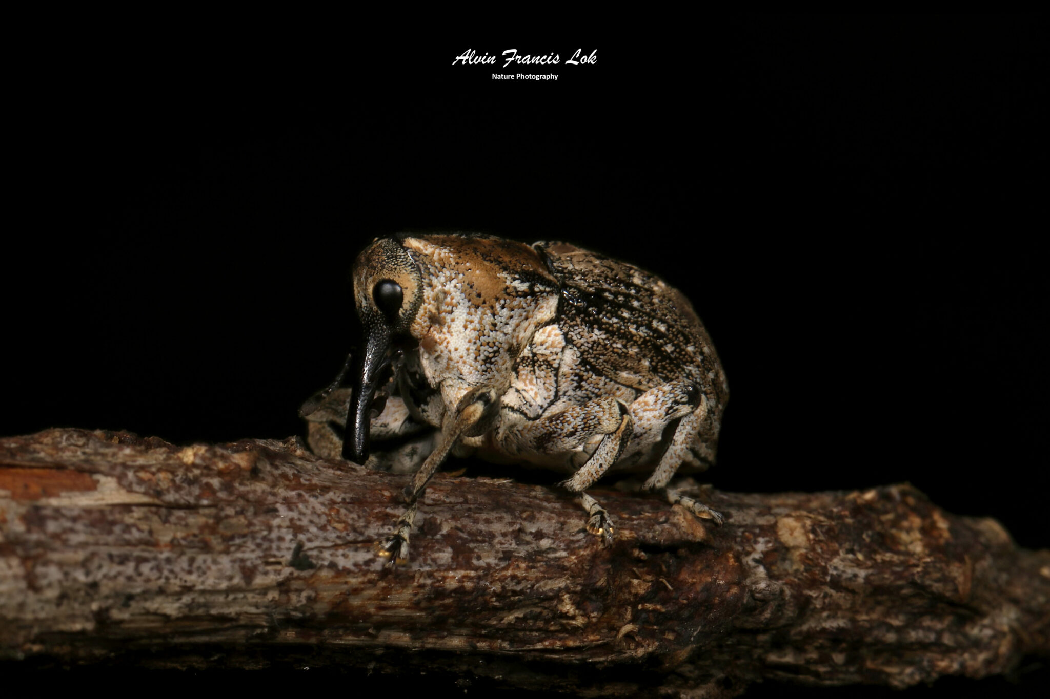 Family Curculionidae (Snout Beetle Weevil) - Biodiversity (Singapore)