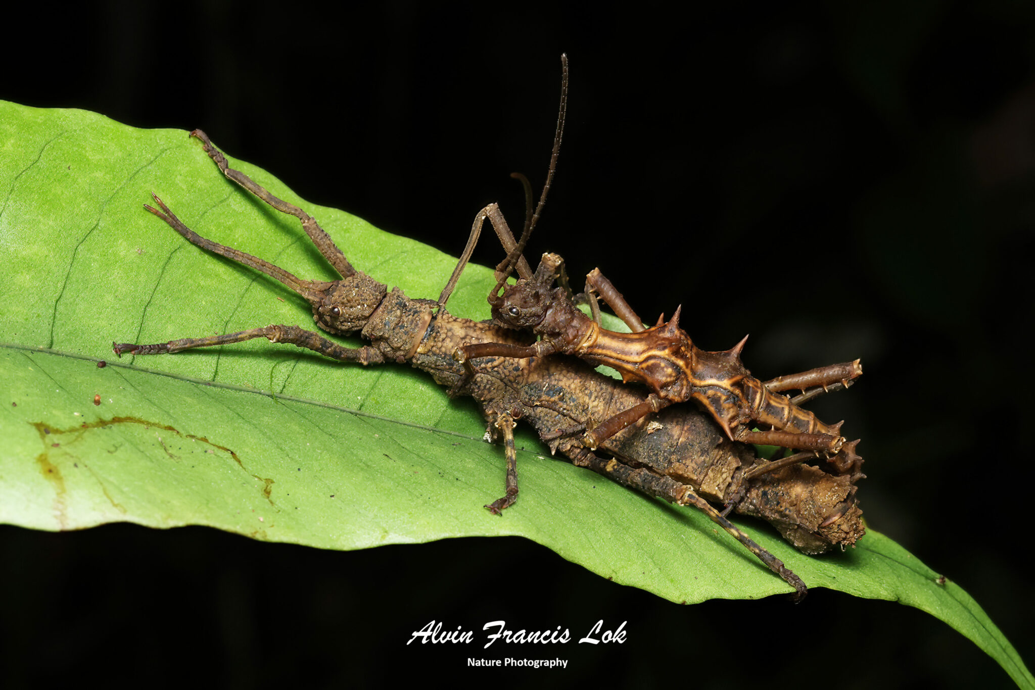 Phasmatodea (Stick & Leaf Insects) - Biodiversity (Singapore)
