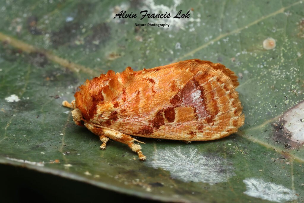 Family Limacodidae (Cup moths) - Biodiversity (Singapore)
