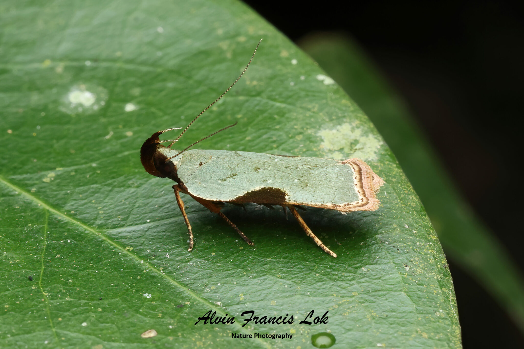 Family Gelechiidae (Twirler moths) - Biodiversity (Singapore)
