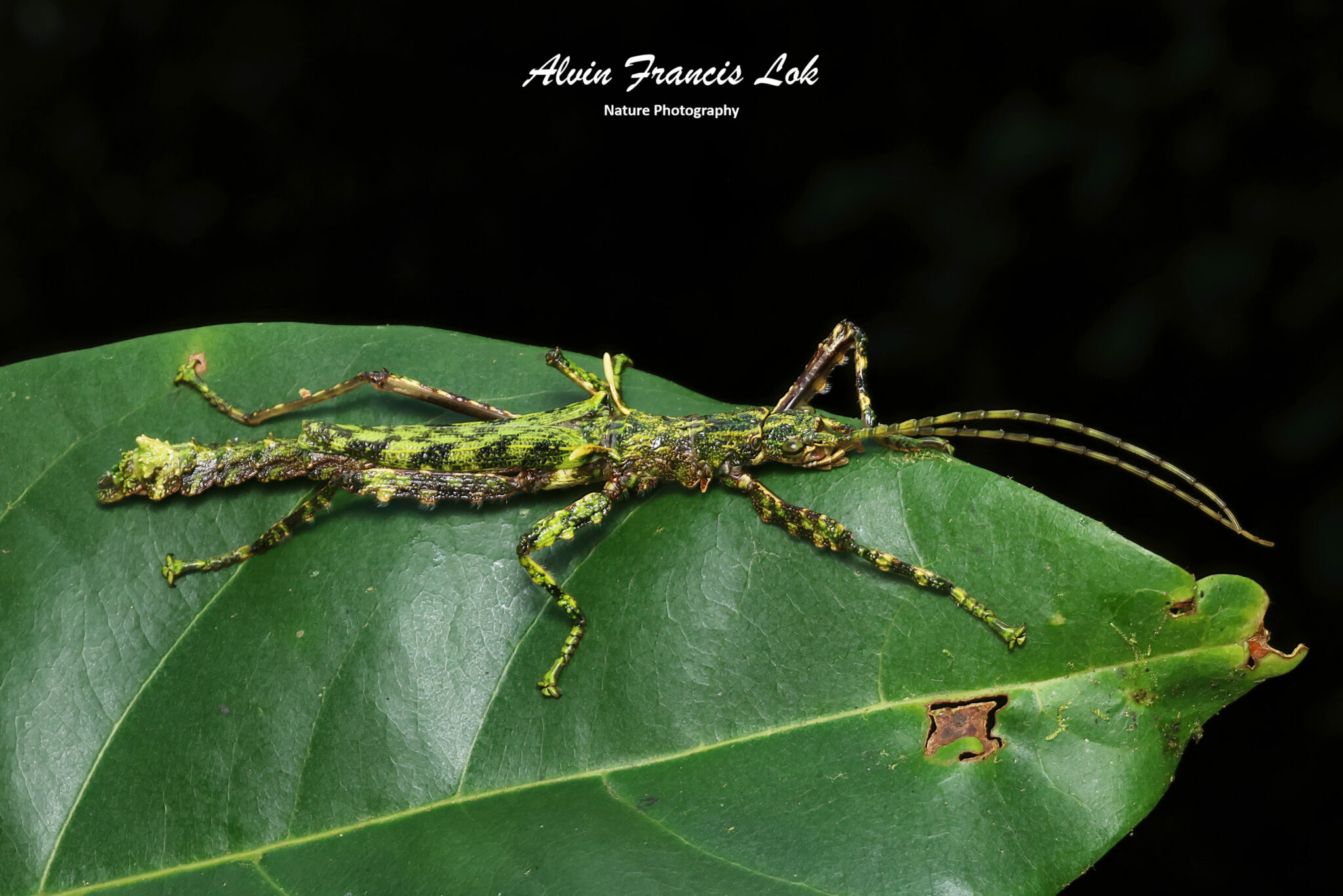 Phasmatodea (Stick & Leaf Insects) - Biodiversity (Singapore)