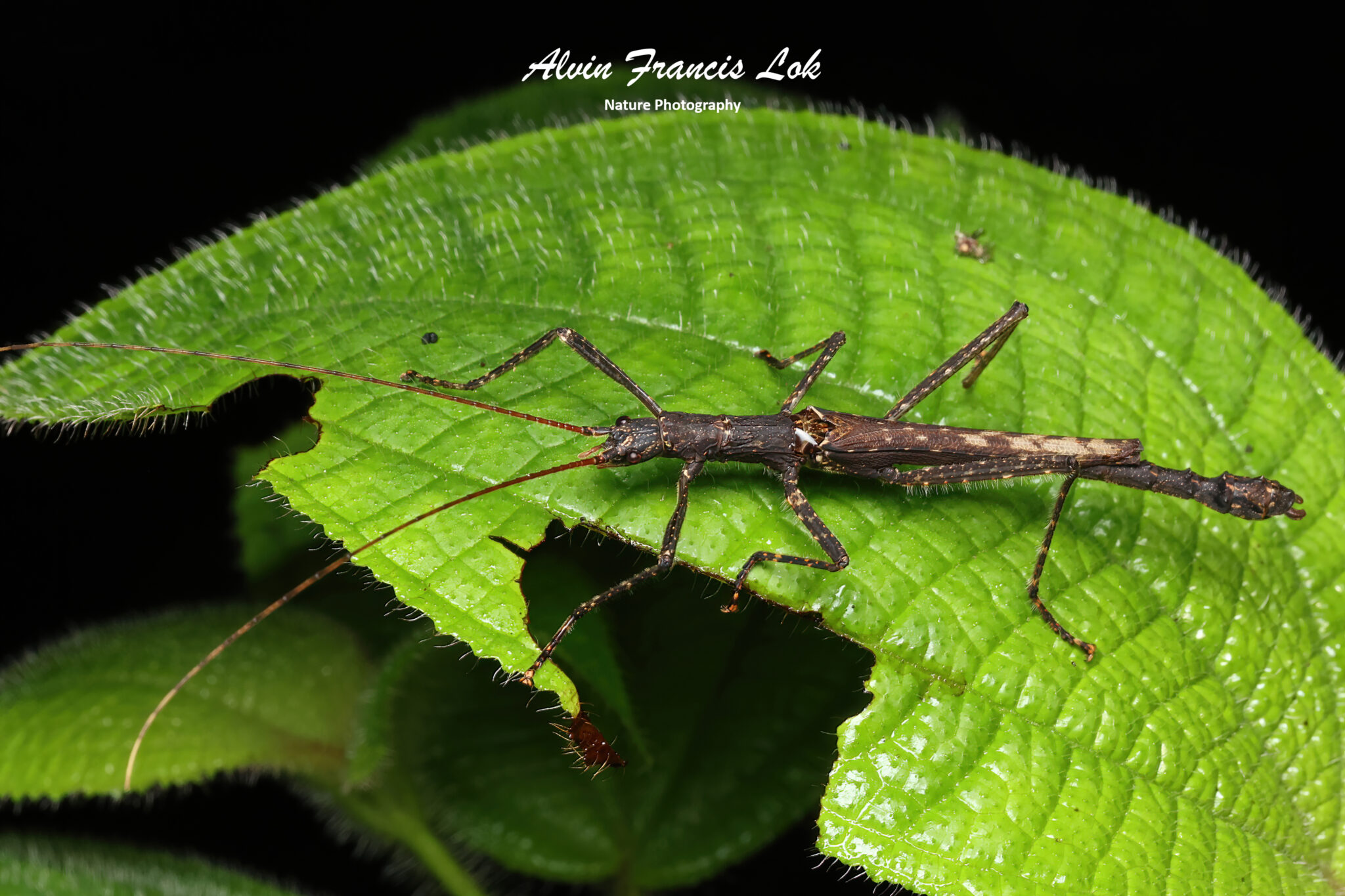 Phasmatodea (Stick & Leaf Insects) - Biodiversity (Singapore)